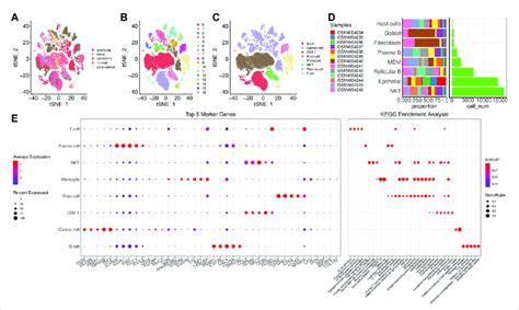 Screening For Cell Subpopulations And Marker Genes A Tsne Diagrams Download Scientific