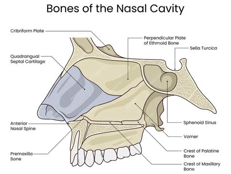 Nasal Cavity Anatomie Nasal Cavity Gset