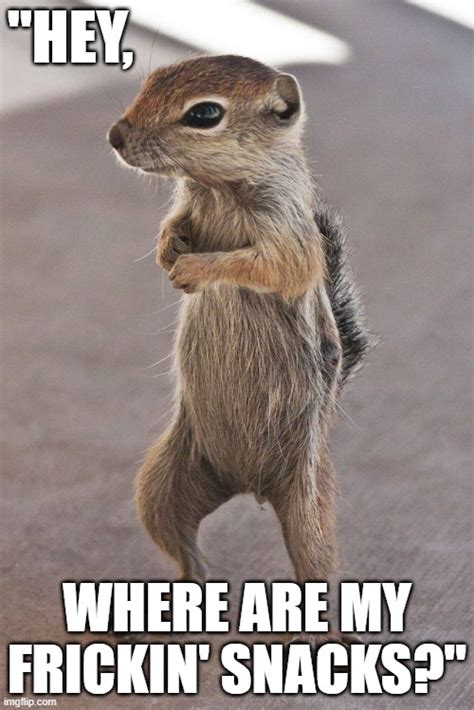 Squirrel Memes