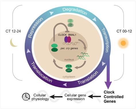 Figure 1 From Neuron Astrocyte Interactions And Circadian Time Keeping In Mammals Semantic Scholar