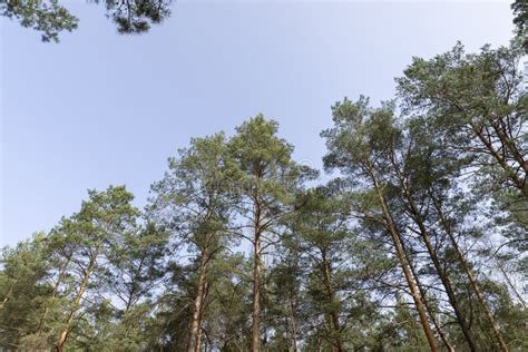Tall Old Pines With Long Green Needles Tops Stock Image Image Of