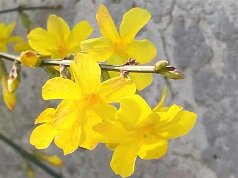 Winter Jasmine Tips And Guidance For The Best Possible Care