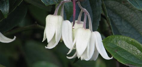 How To Root Clematis Cuttings 10 Easy Steps 2026