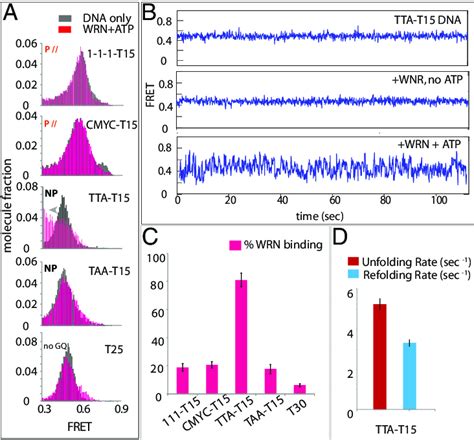 Wrn Binding Is Specific To Telomeric Gq In The Presence Of Atp A