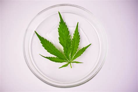 신선한 마리화나 또는 대마초 Sativa 잡초 잎은 흰색 배경에 페트리 접시에 있으며 위에서 볼 수 있습니다 0명에 대한 스톡