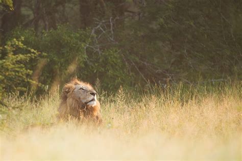 Visit Kruger National Park During SANParks Week Secret Africa