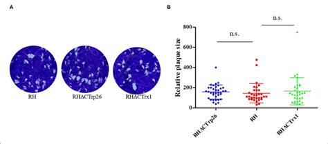 The Lytic Cycle Of Rhctrp26 Or Rhctrx1 Knockout Strains And Wt Strain