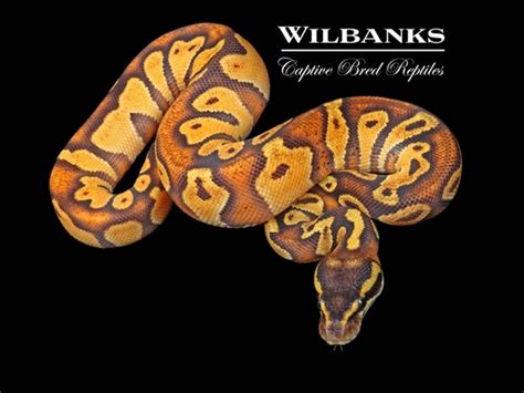 Blackhead Pastel Super Enchi Ball Python By Wilbanks Captive Bred Reptiles