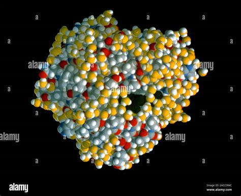 La Myoglobine Graphique Moléculaire De La Protéine Transportant Loxygène La Myoglobine La