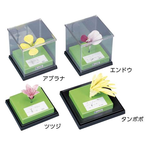 花の構造模型 Hkj｜必要な商品を今すぐ検索！「教員用・研究用の理科学機器」検索サイト”りかなび”