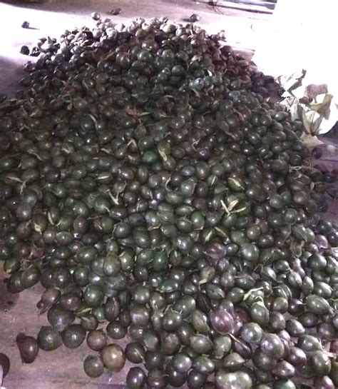 သံတောင်ကြီး၌ တညင်းသီးများ ဈေးကောင်းရရှိ Myanmar Digital News