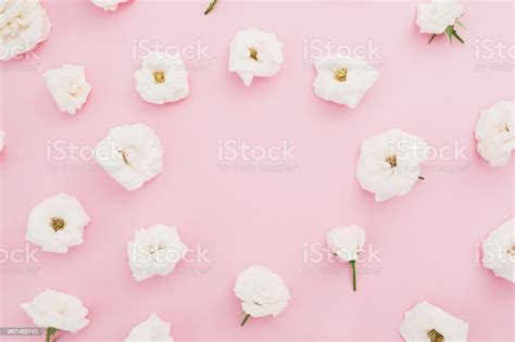 핑크 바탕에 흰 장미 꽃 프레임 구성 평면 위치 최고 볼 수 있습니다 파스텔 배경입니다 0명에 대한 스톡 사진 및 기타 이미지
