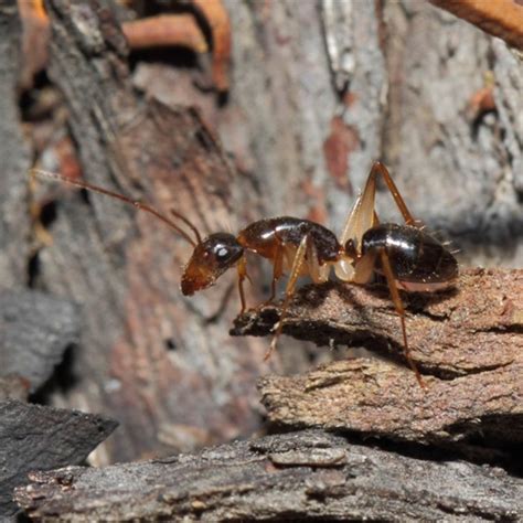 Camponotus Claripes Pale Legged Sugar Ant Naturemapr Australia