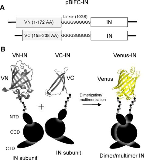 Bifc In Expression System A The Genes Encoding The Venus N Terminus