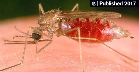 Fatal Malaria In The Us More Common Than Previously Known The New
