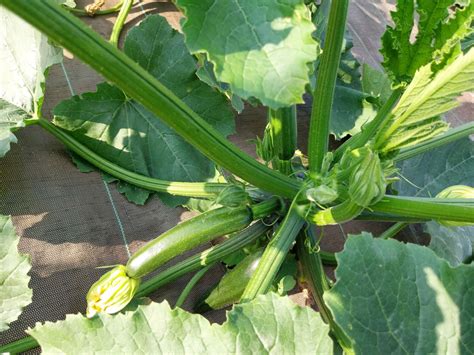 Courgette Bio 1 Kg Thierry Provençal Locavorfr