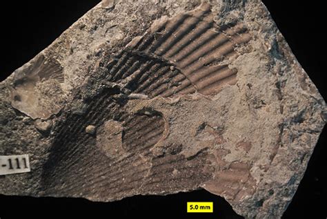 wooster s fossils of the week an encrusted bivalve external mold from