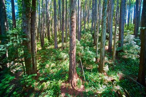 Coastal Redwoods Images Free Download On Freepik