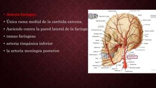 Cuello Regionespptx