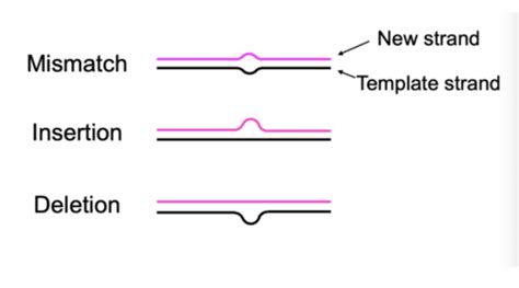 Topic DNA Repair Flashcards Quizlet