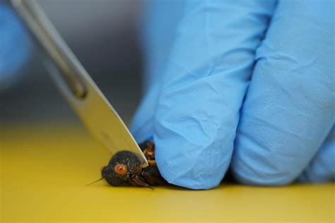 Collecting Sex Crazed Zombie Cicadas On Speed Scientists Track A Bug