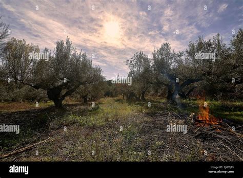 Field Of Centenary Olive Trees Ready For Harvesting Traditional
