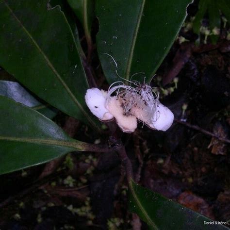 Eugenia Ovigera Plant Care And How To Grow Water