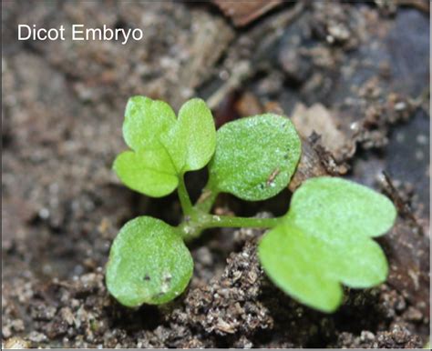 Turfgrass Weeds Aggieturf