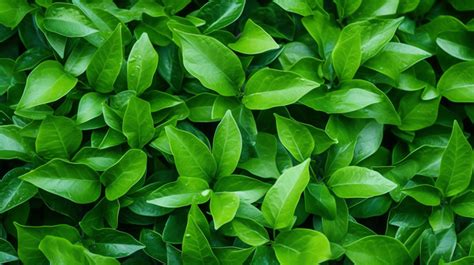 정맥의 기쁨 매혹적인 가벼운 나무 질감 티크 나무 티크 견목 배경 일러스트 및 사진 무료 다운로드 Pngtree