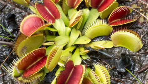Caring For Your Venus Flytrap Nc Coastal Land Trust