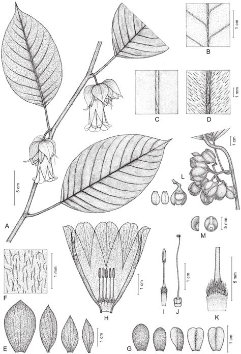 Species New To Science Botany • 2019 Argyreia Decemloba
