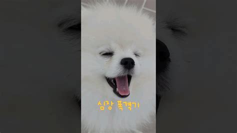 세상에서 제일 이쁜 포메라니안 새끼강아지 Youtube