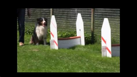 Flyball Youtube