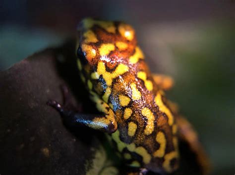 Oophaga Histrionica Redhead Ferns Frogs