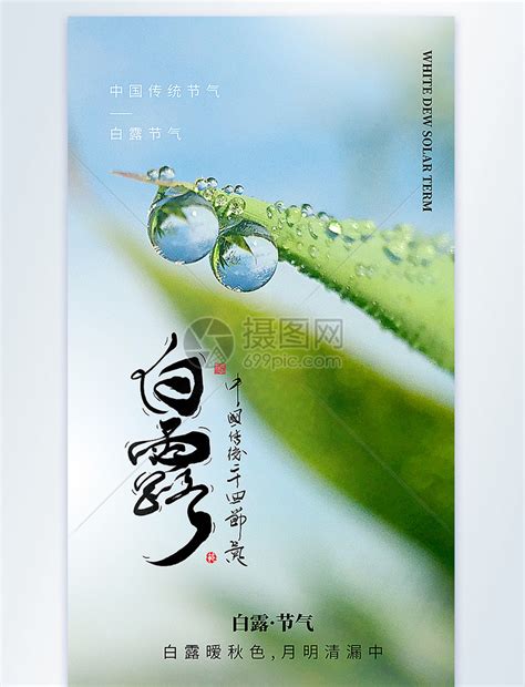 白露节气摄影图海报模板素材 正版图片402185883 摄图网