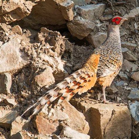Cheer Pheasant Birds Of India Bird World