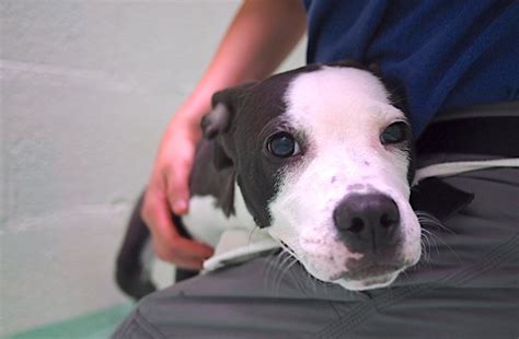 How To Treat Dog Ear Infection Without Vet Home Remedies And When To