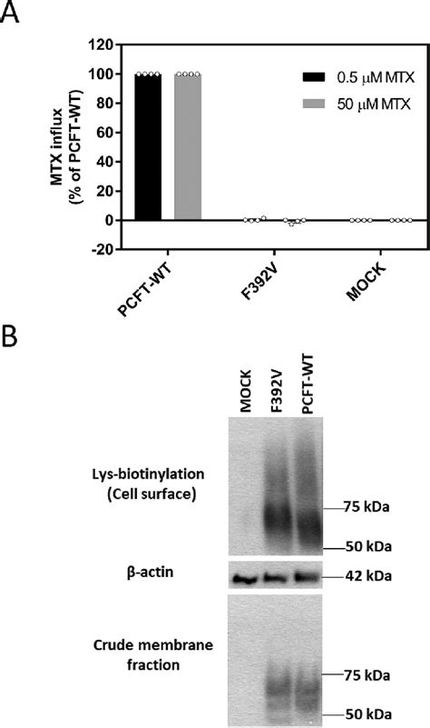 Function And Expression Of The F392v Pcft Mutant A 3 H Mtx Influx