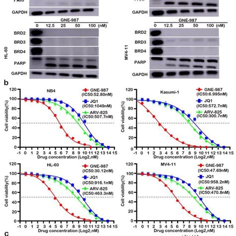 Pdf Brd4 Protac Degradation Agent Gne 987 Inhibits Acute Myeloid Leukemia By Targeting Super
