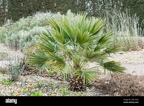 European Fan Palm Mediterranean Dwarf Palm Chamaerops Humilis In A
