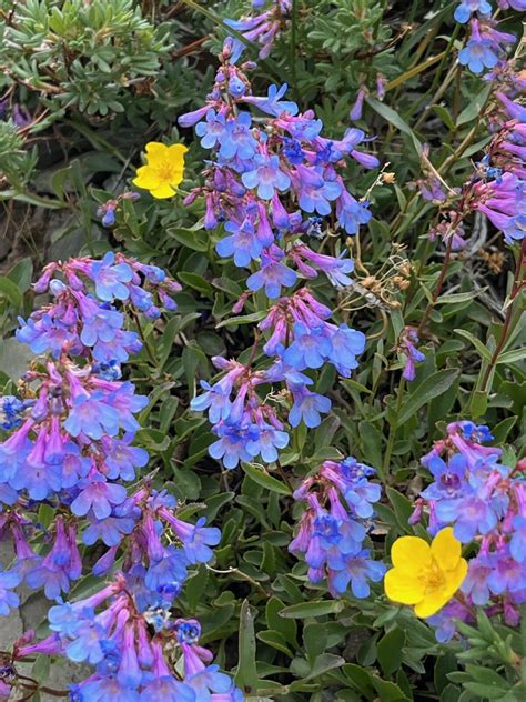 Watch For Fungal Diseases On Penstemon Planters Place