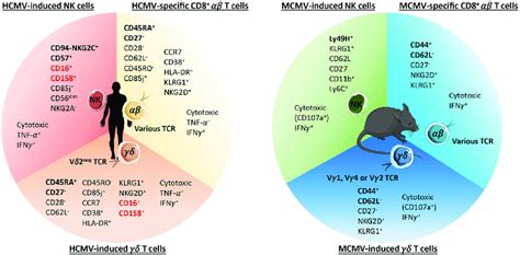 Phenotypes Of Long Term Cytomegalovirus Cmv Induced Nk Cd8 αβ Download Scientific