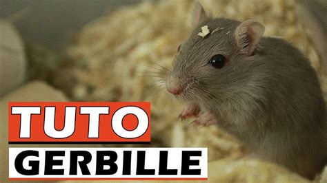 Comment Faire Une Maison Pour Gerbille Ventana Blog