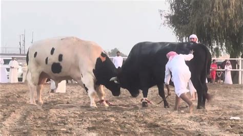 شهران و بن دوغان Youtube