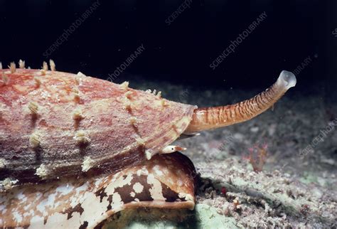 Poisonous Geography Cone Shell Stock Image C017 5491 Science Photo Library