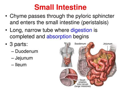 Ppt The Digestive System Powerpoint Presentation Free Download Id