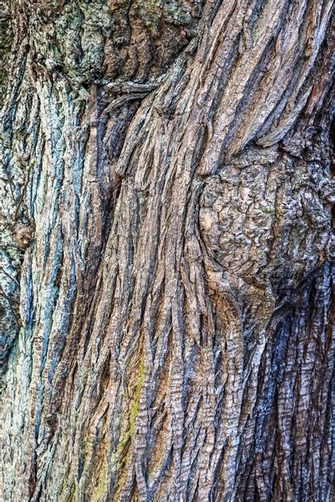 Close Up Of Textured Bark Growing On Old Tree Trunk Stock Image Image
