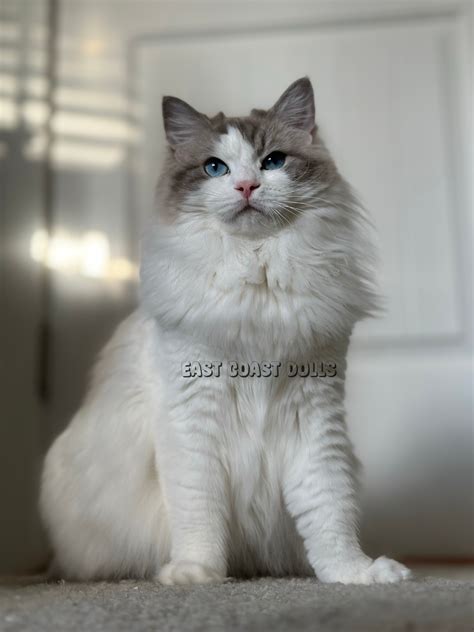 Lynx Bicolor Ragdoll
