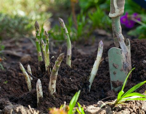Growing Asparagus In Open Land In Raised Beds Or In Containers Food