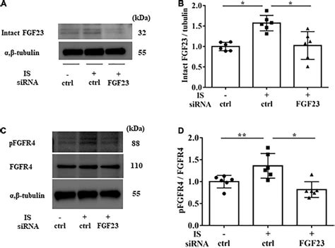 Is Increases Fgfr4 Via Fgf23 In Vitro H9c2 Cells Were Cultured With 0